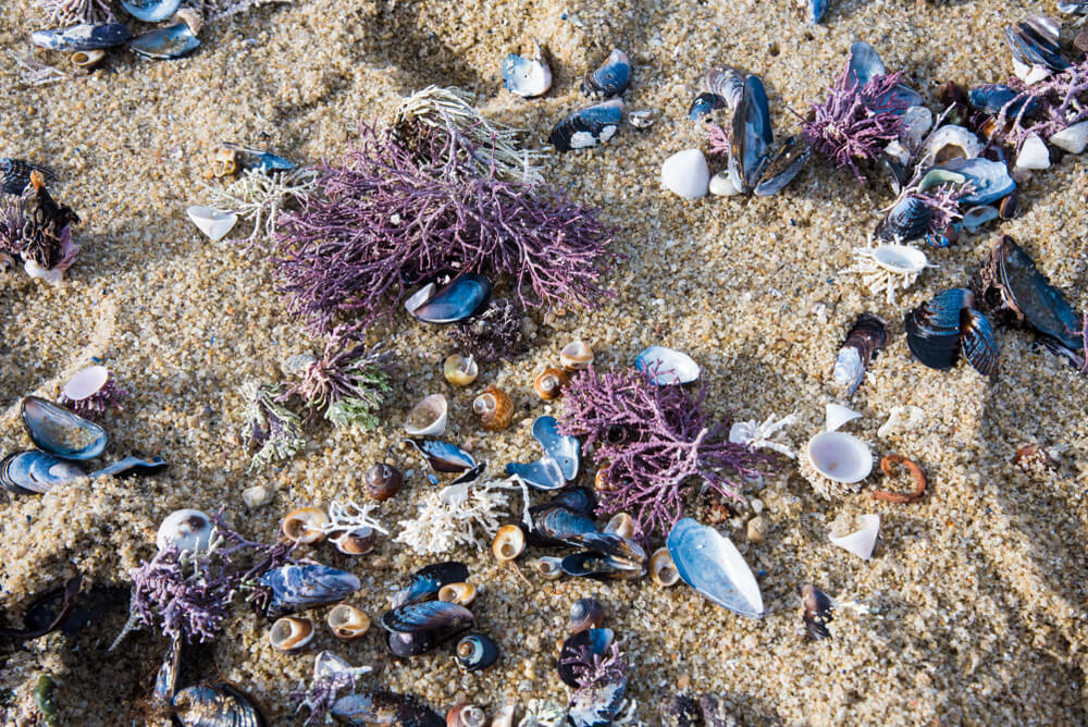 Τα σπάνια και παράξενα όντα του βυθού - Enalios
